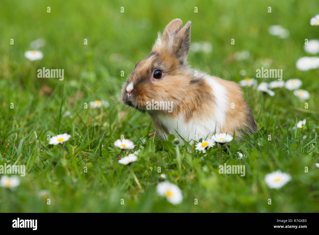 Dwarf rabbit in a spring meadow Stock Photo - Alamy