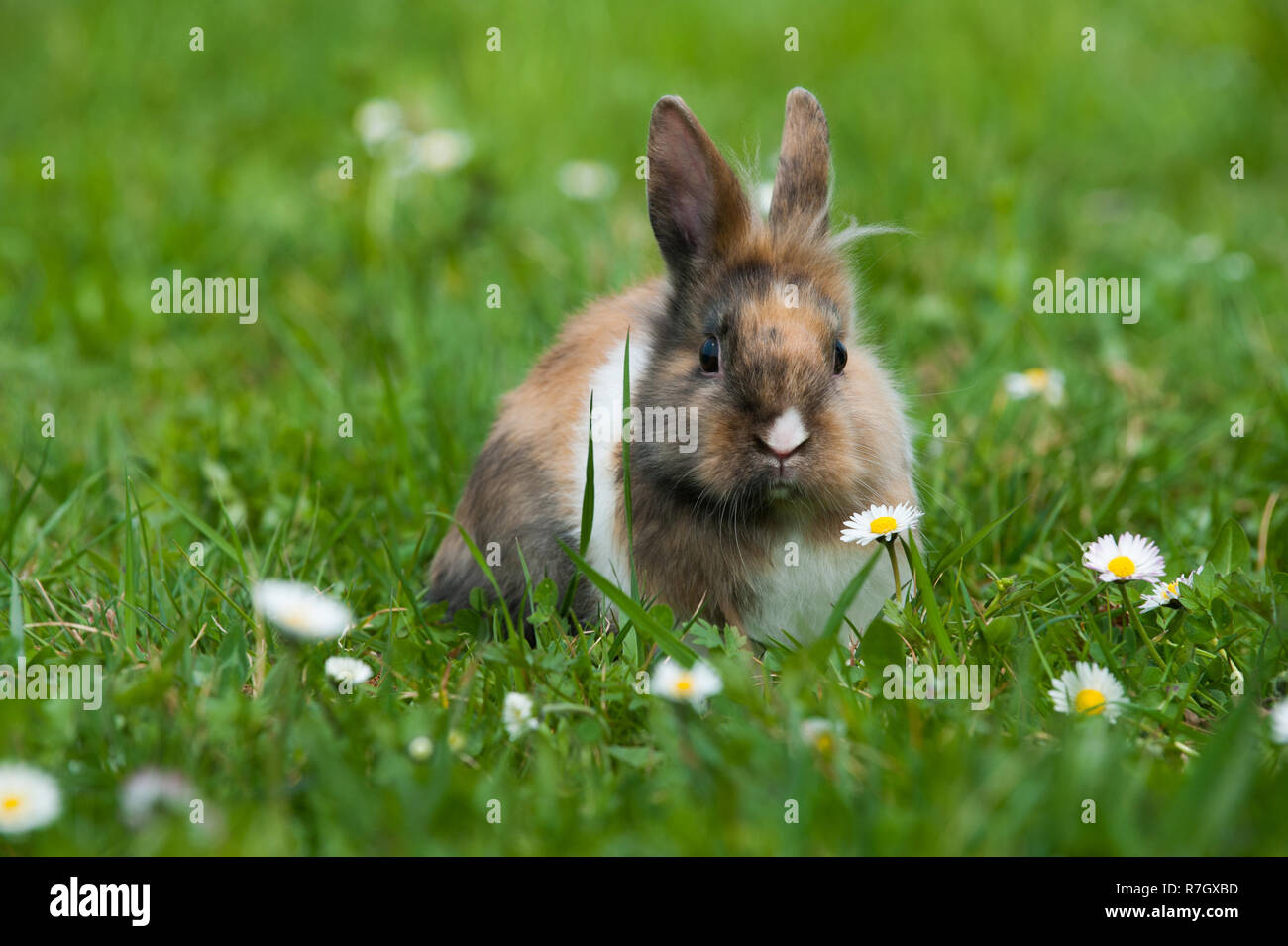 Dwarf rabbit in a spring meadow Stock Photo - Alamy