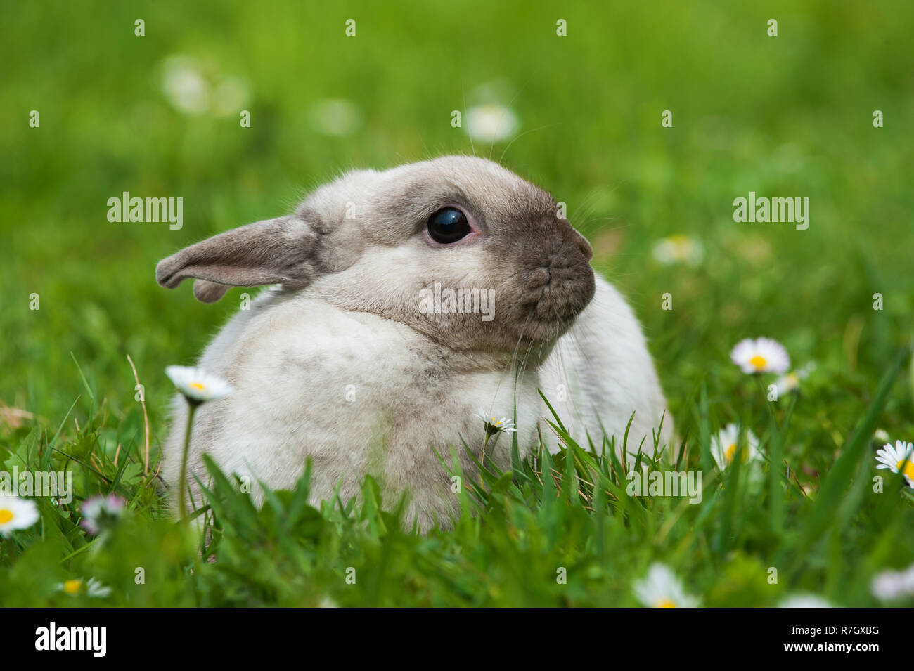 Dwarf rabbit in a spring meadow Stock Photo - Alamy