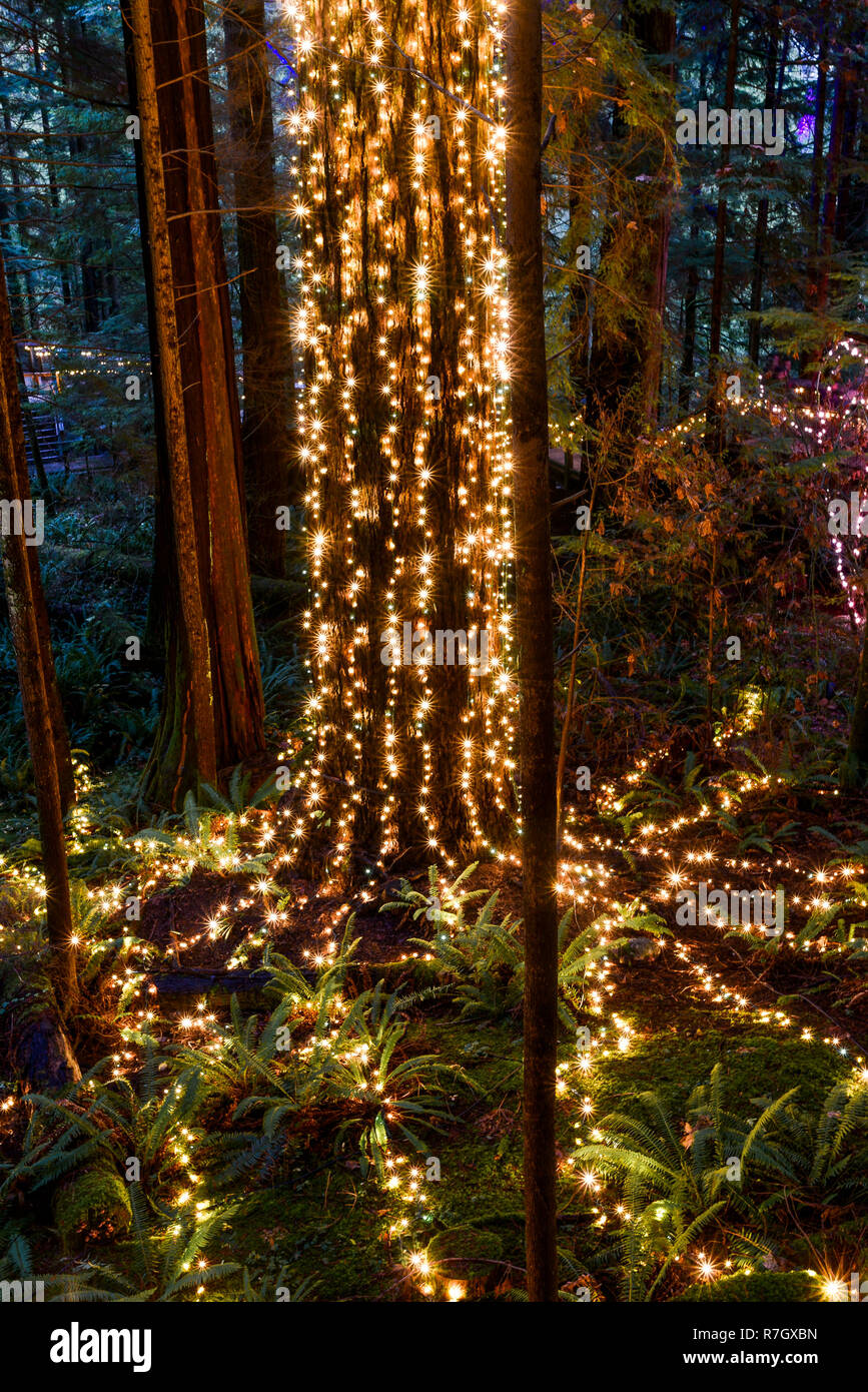 Capilano suspension bridge park lights hi-res stock photography and ...