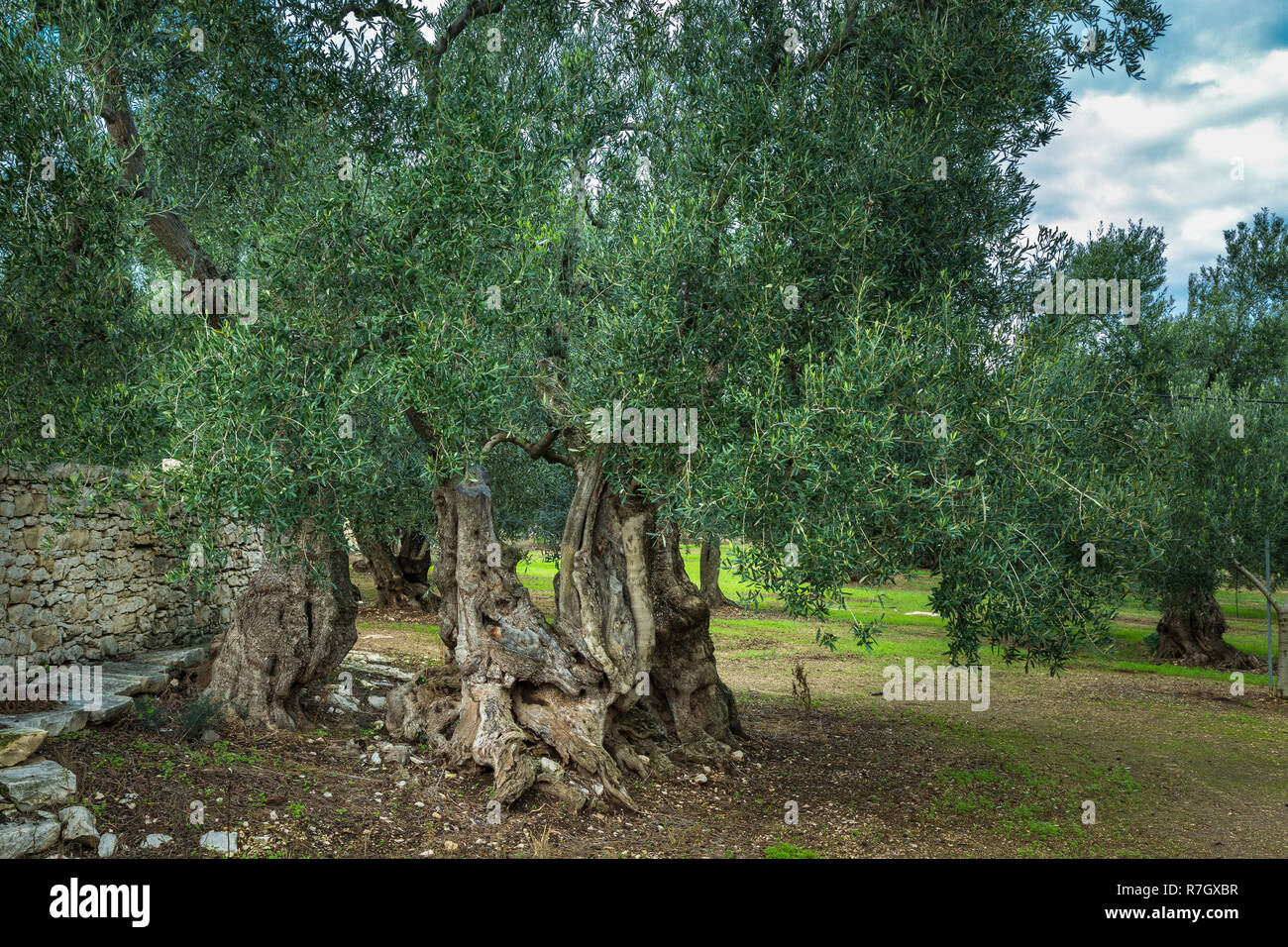 Big olive tree hi-res stock photography and images - Alamy
