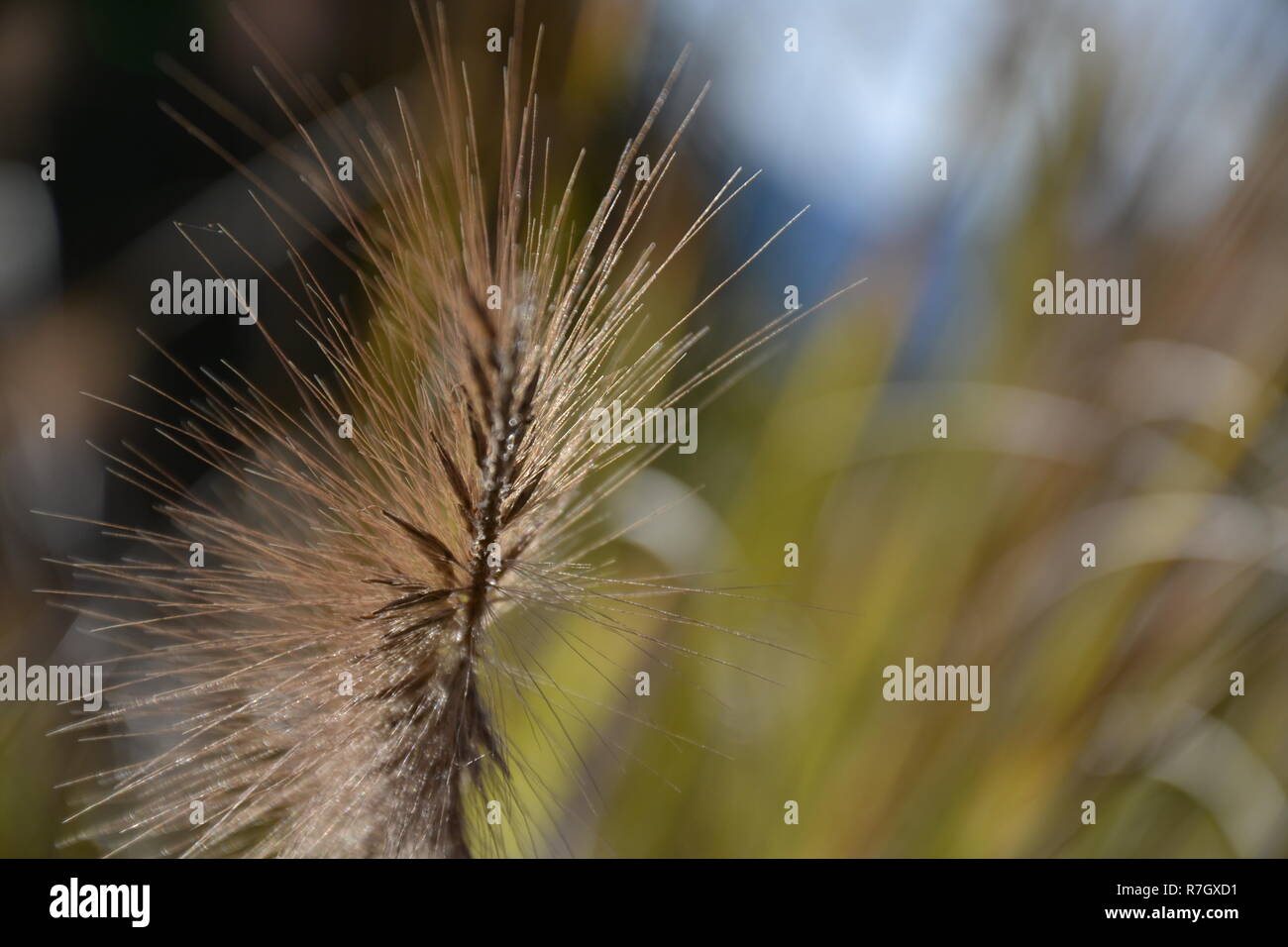 grass bush flower Stock Photo - Alamy