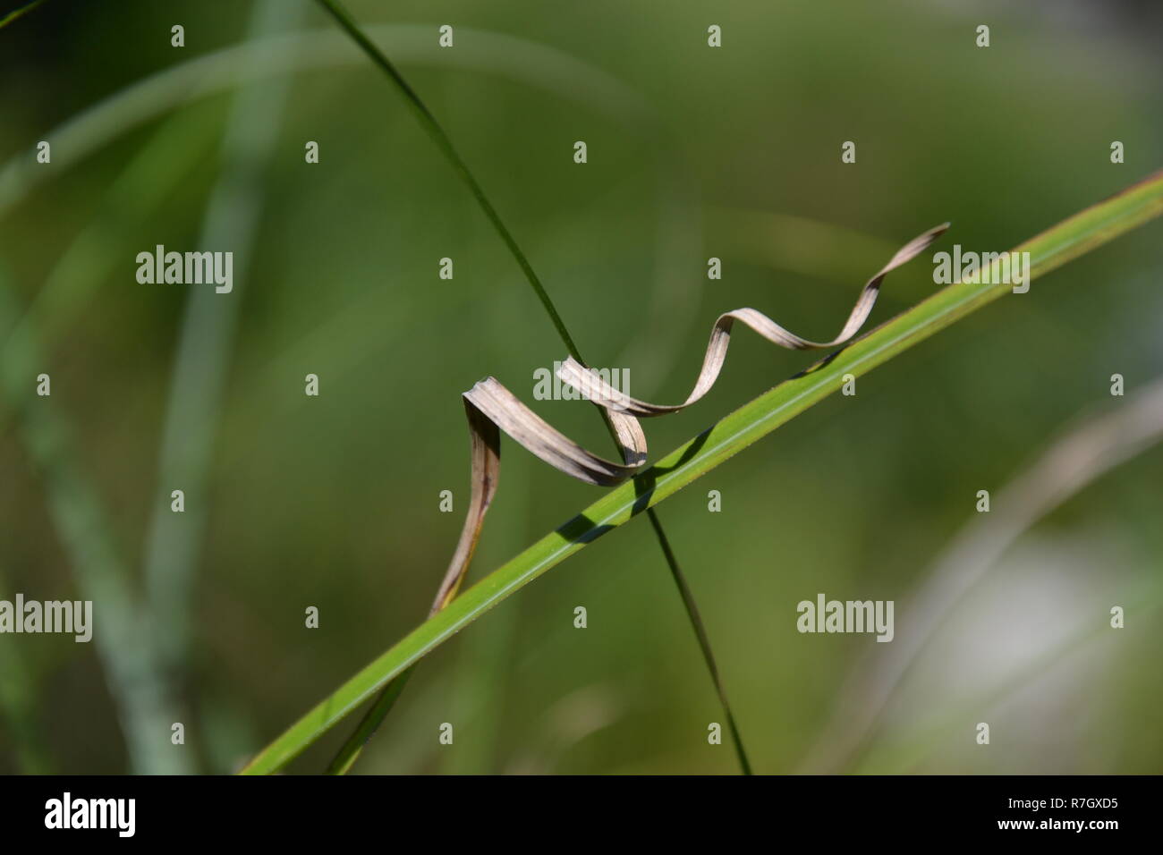 dry grass blade Stock Photo - Alamy