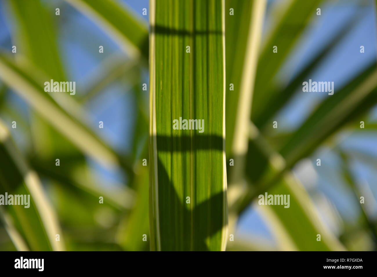 Grass bush blade hi-res stock photography and images - Alamy