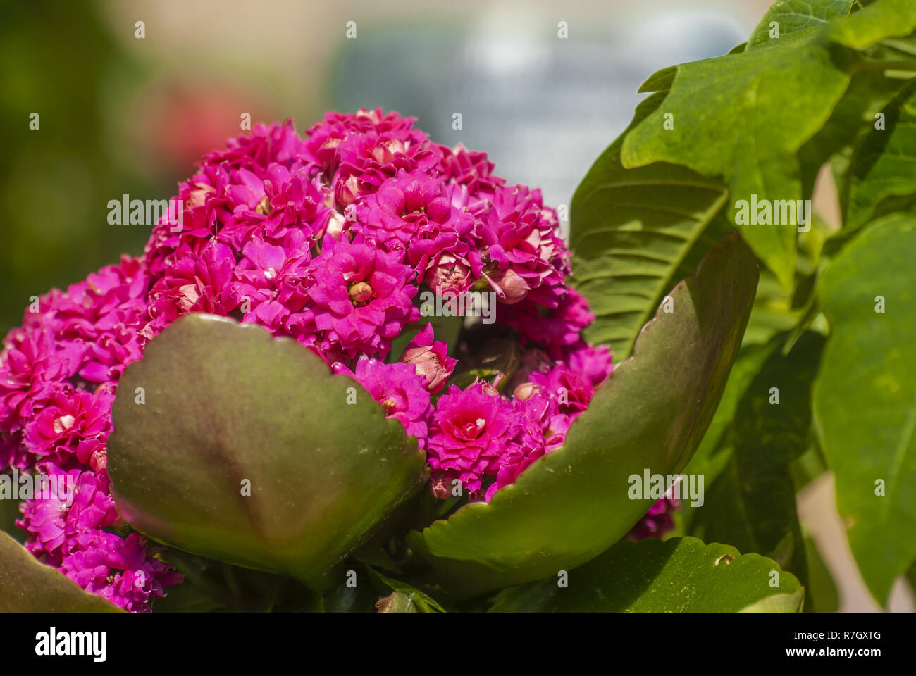 Flaming red plant hi-res stock photography and images - Alamy