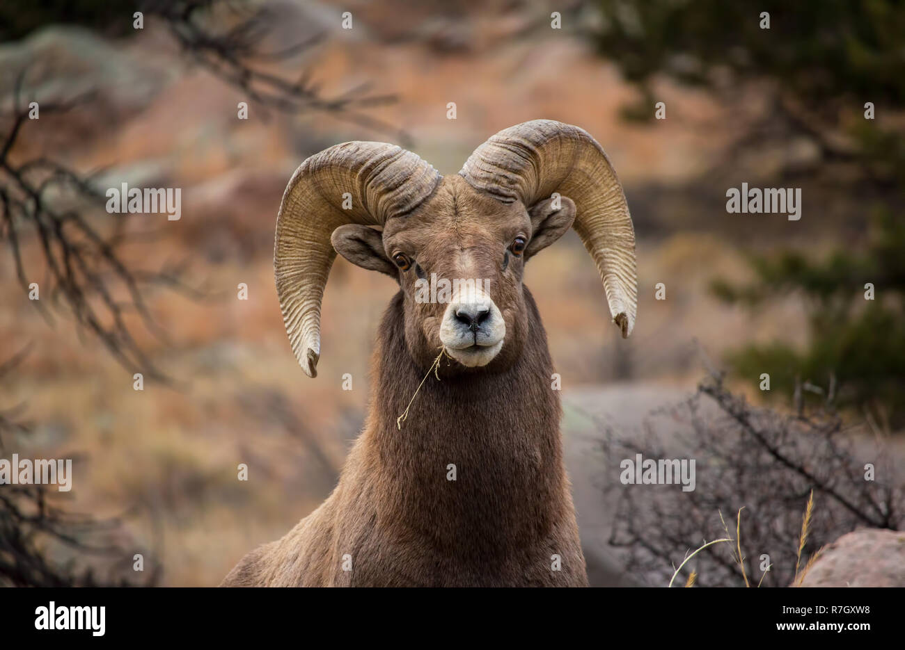 Bighorn sheep ram standing on hi-res stock photography and images - Alamy