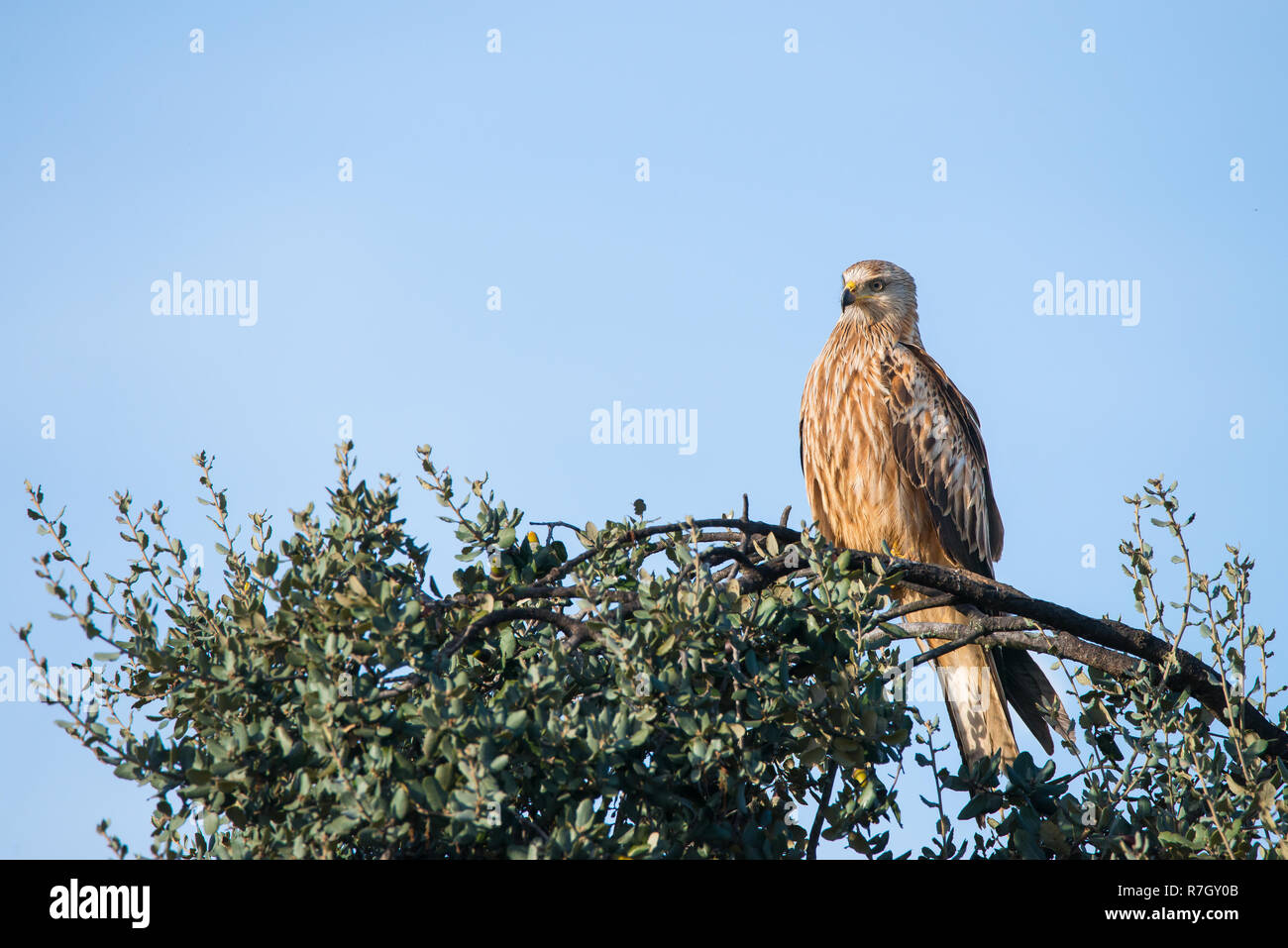 Milano real hi-res stock photography and images - Alamy