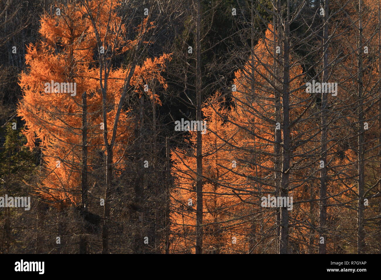 Tamarack hi-res stock photography and images - Alamy