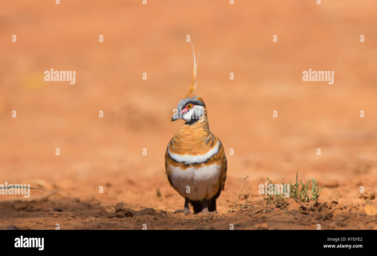 A spinifex pigeon, Geophaps plumifera, near Mount Isa Western ...