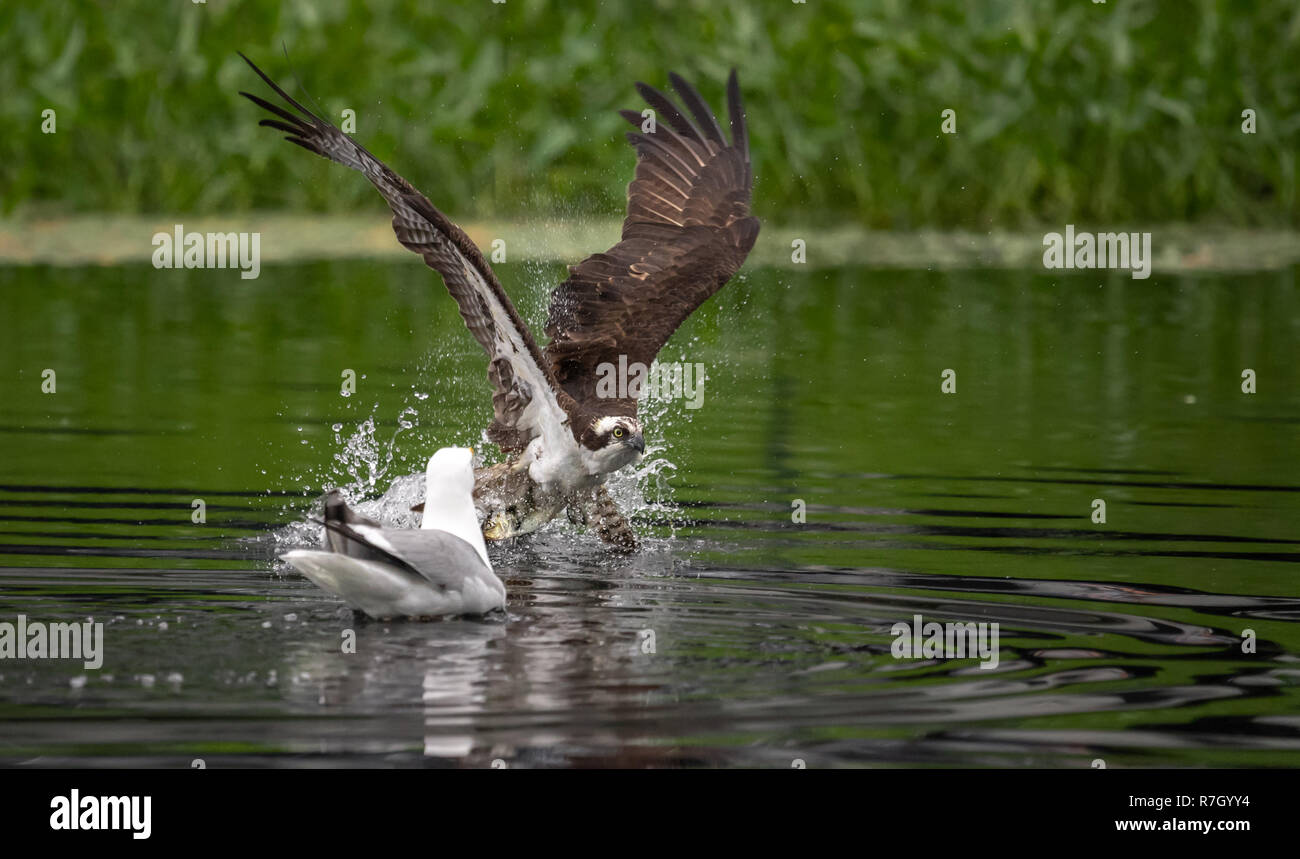 Osprey in Florida Stock Photo - Alamy
