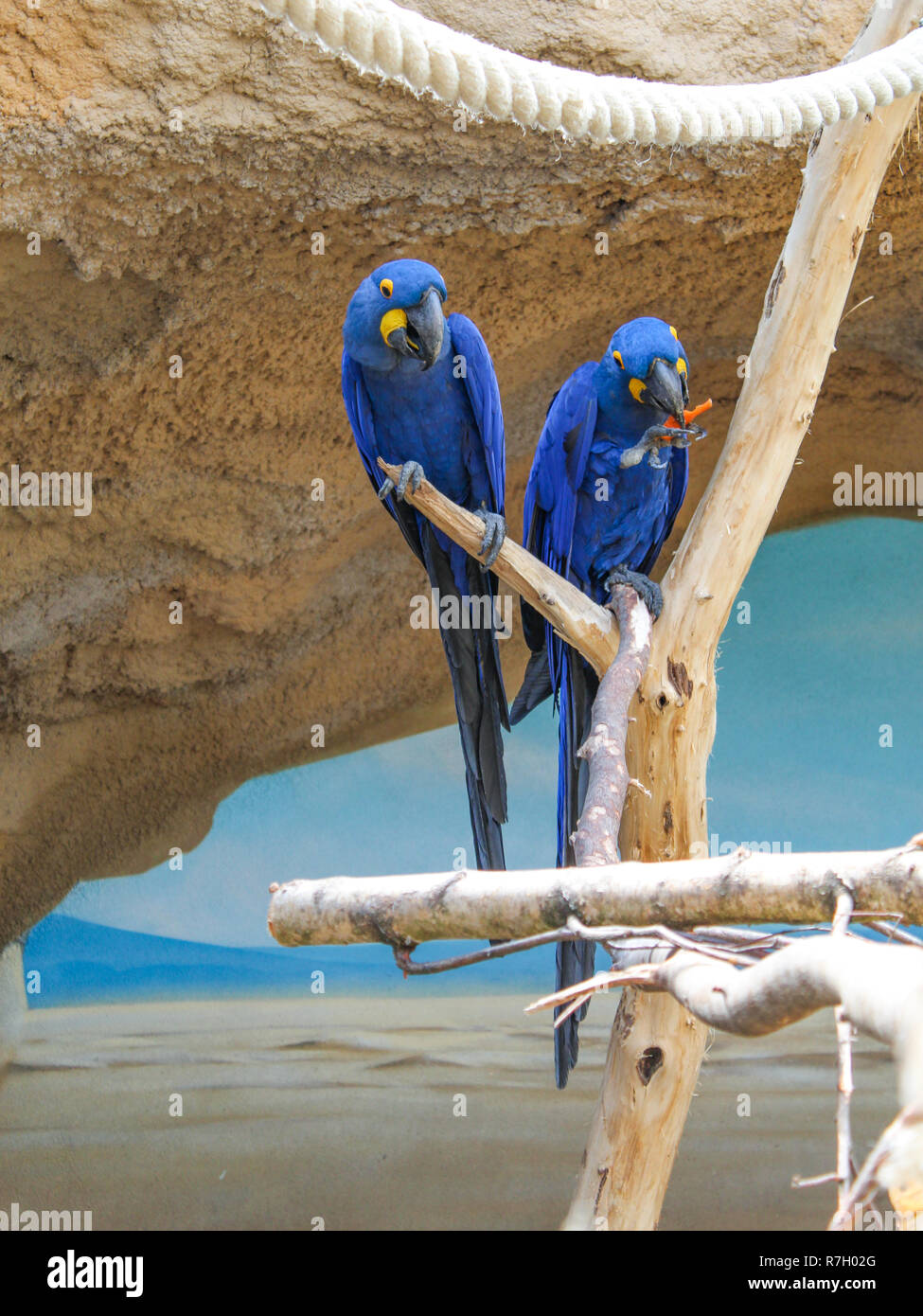 Two birds sitting on big hi-res stock photography and images - Alamy