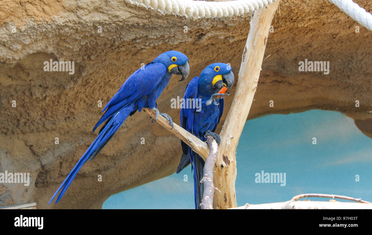Hyacinth macaws hi-res stock photography and images - Alamy