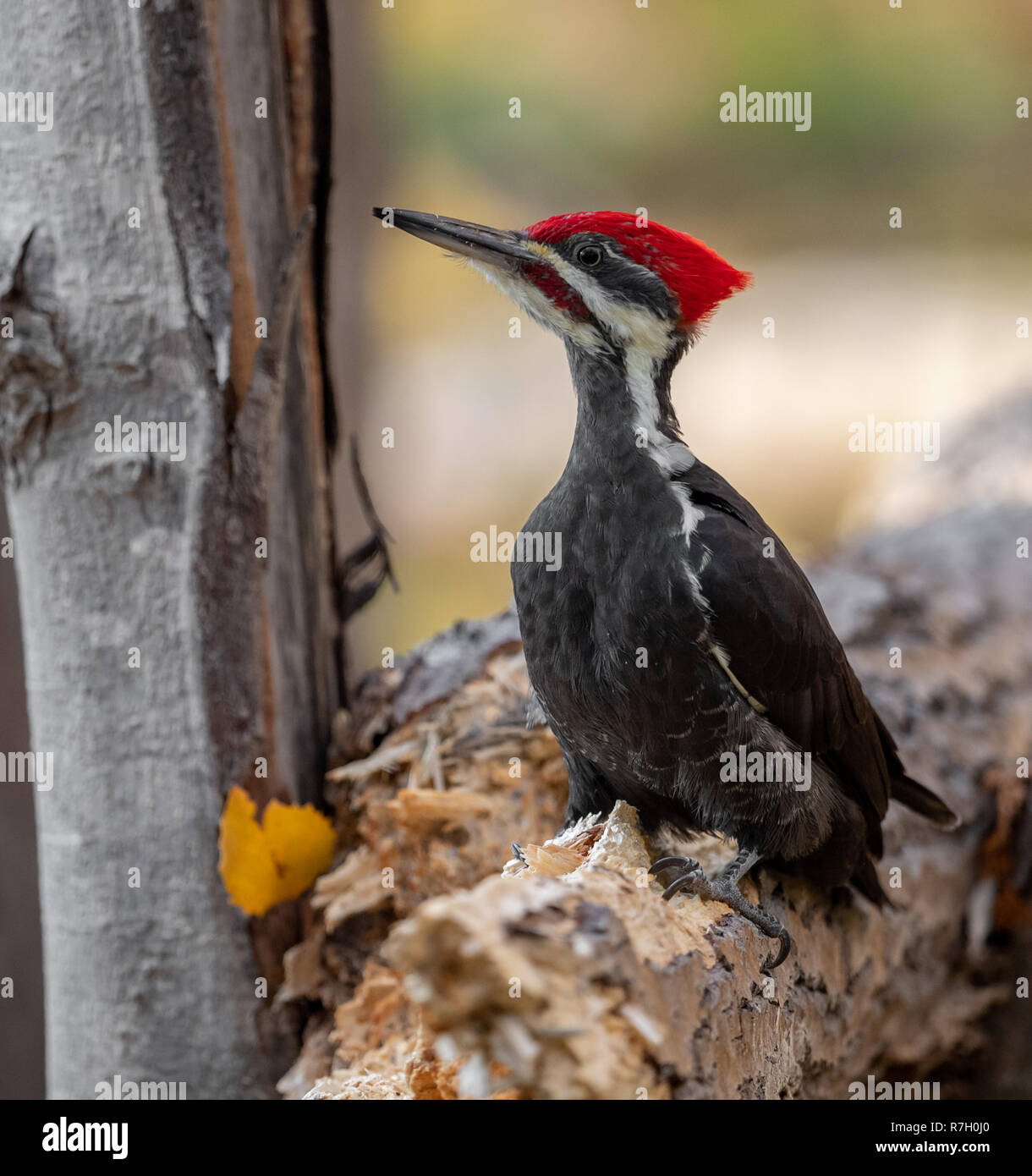 Angry woodpecker hi-res stock photography and images - Alamy
