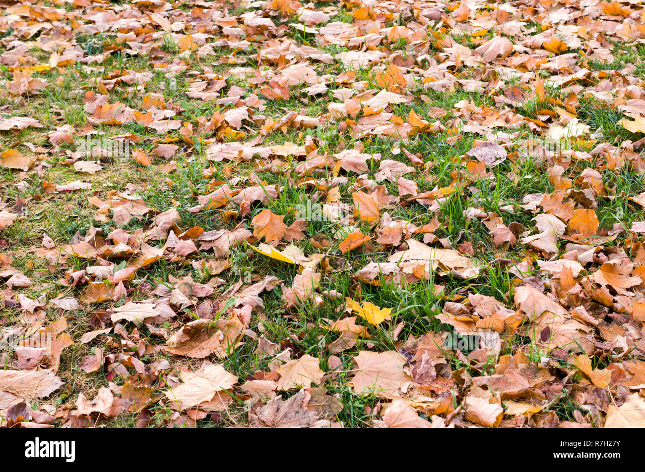 green grass with autumn leaves background. perspective, nature ...