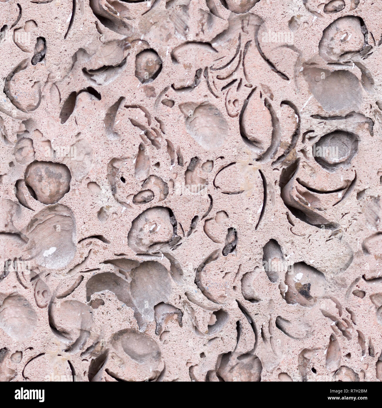 seamless natural coquina shell rock texture. background, geological ...