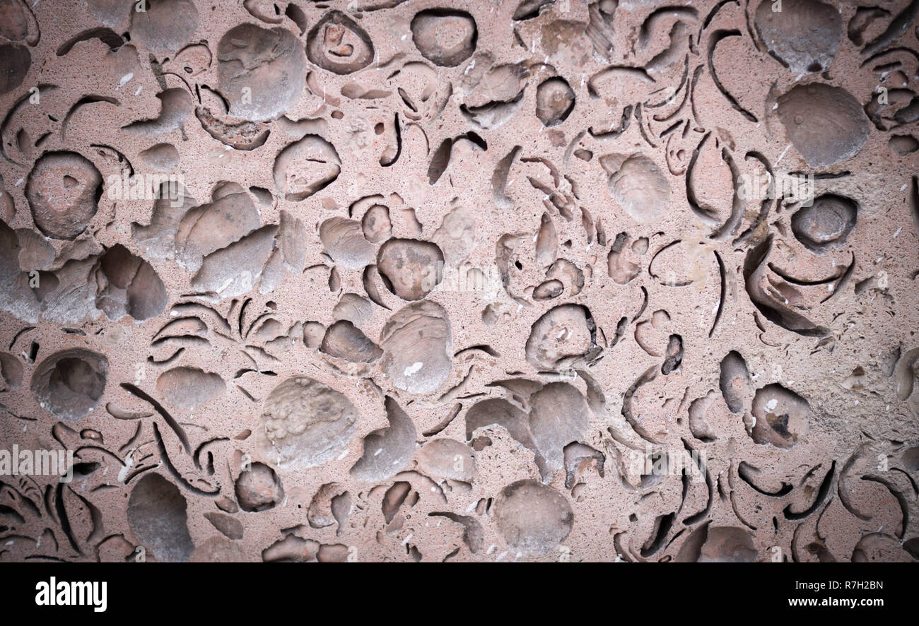 natural coquina shell rock texture with vignette. background ...