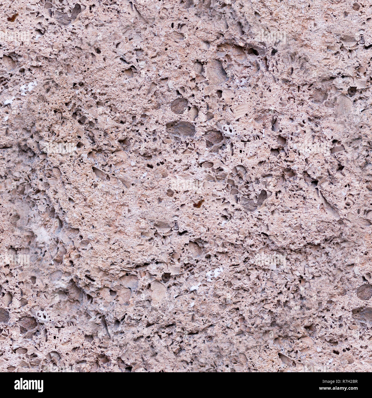 seamless natural coquina shell rock texture. background, geological ...