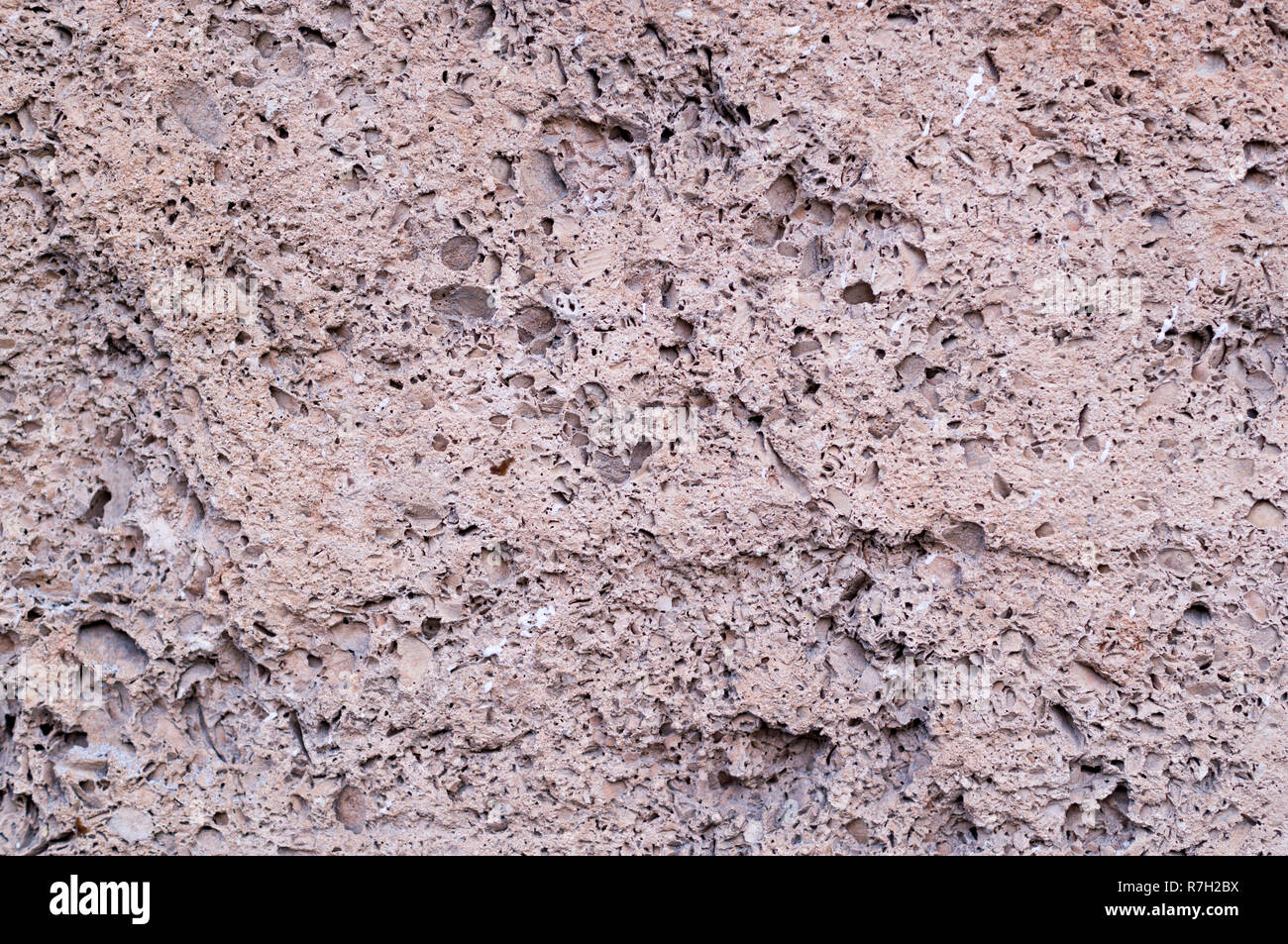 natural coquina shell rock texture. background, geological Stock Photo ...