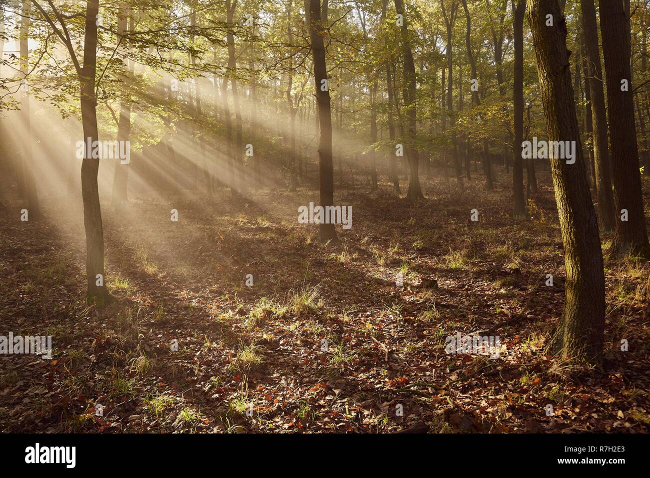 Natural light rays hi-res stock photography and images - Alamy