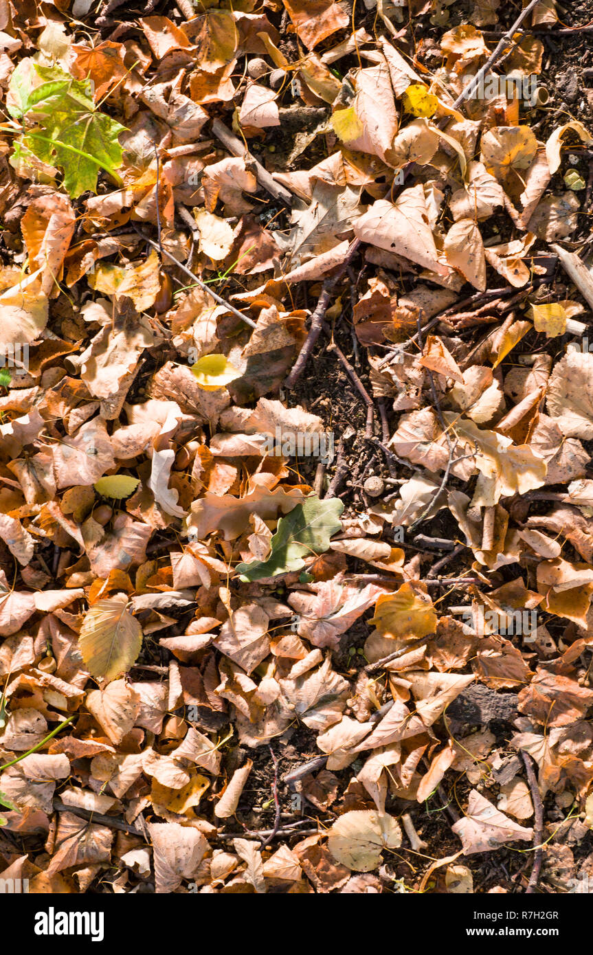 autumn leaves on the ground texture. background, nature, seasonal Stock ...
