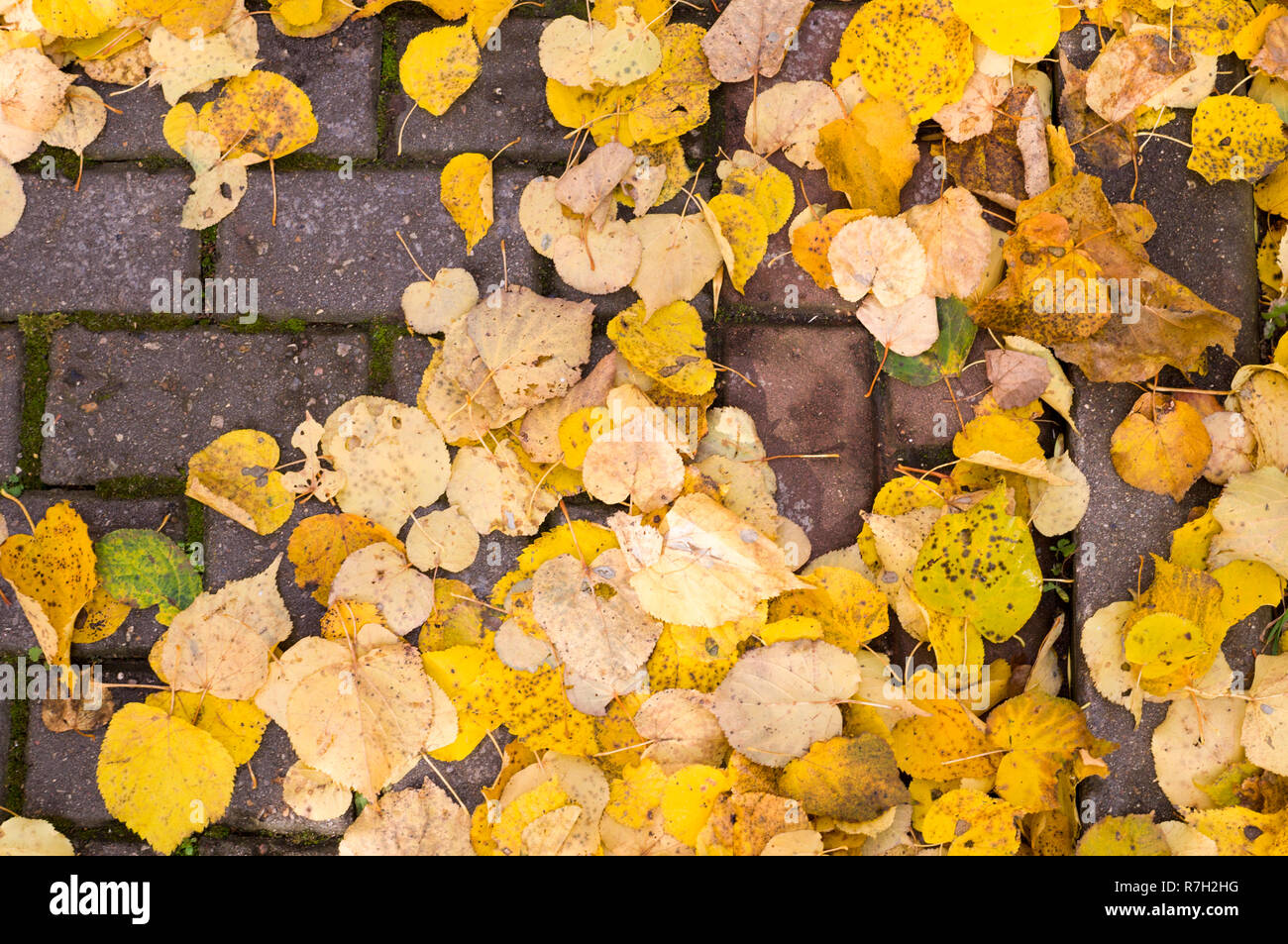 Sidewalk tiles hi-res stock photography and images - Alamy