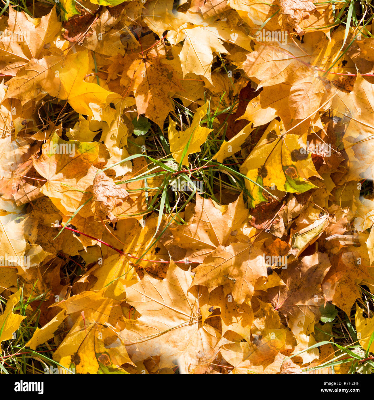 seamless autumn leaves on the grass texture. background, nature ...