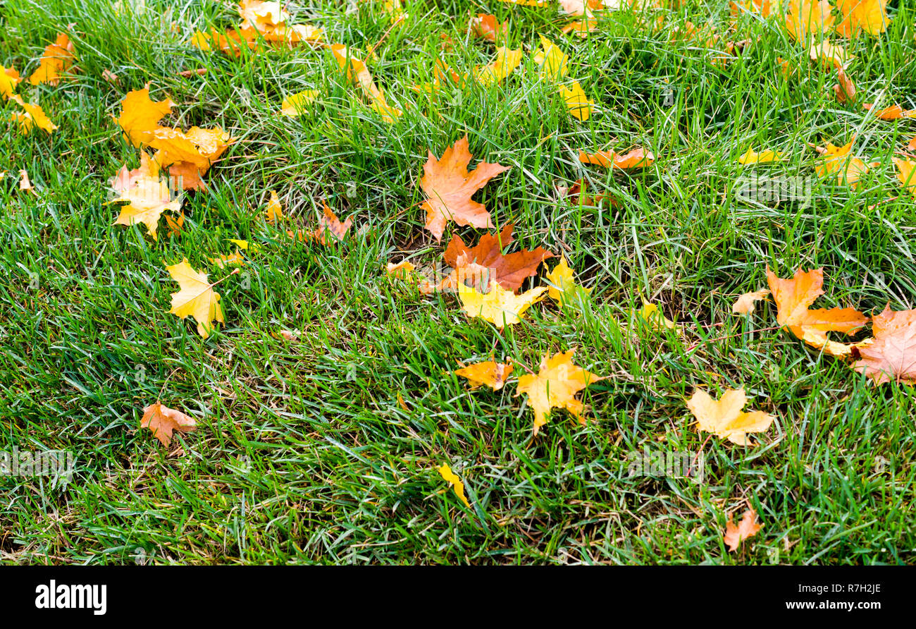 green grass with autumn leaves background. nature, seasonal Stock Photo ...