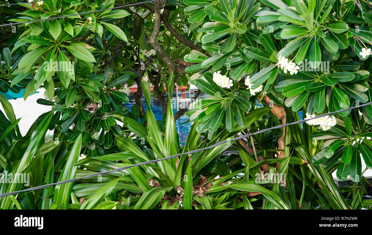 Daily Beach Life Stock Photo - Alamy