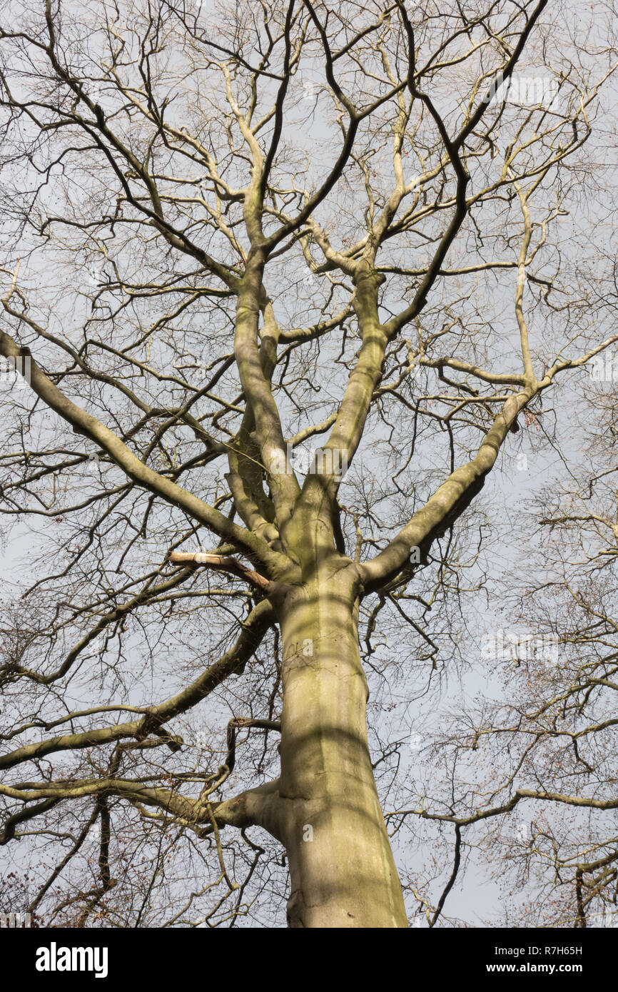 Branches and trunk of a CommonBeech Tree, Fagus sylvatica, in winter ...