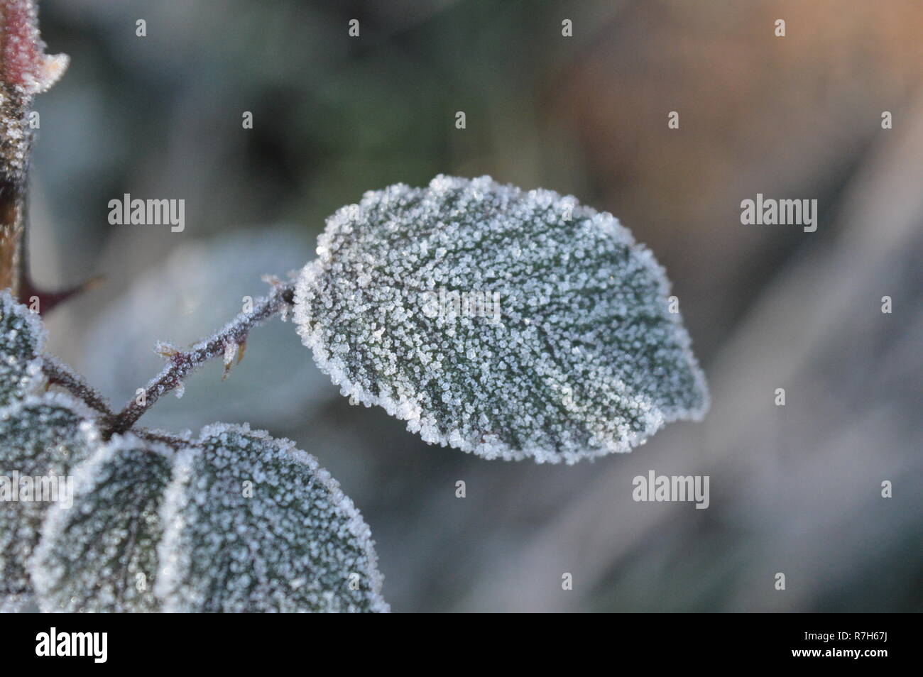small frosty leaf on branch Stock Photo - Alamy