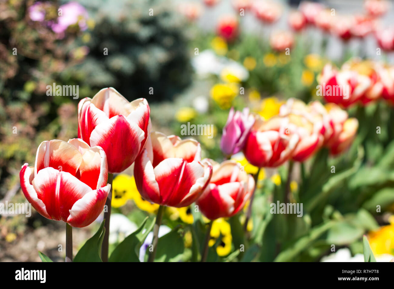 Motley red tulips Stock Photo - Alamy