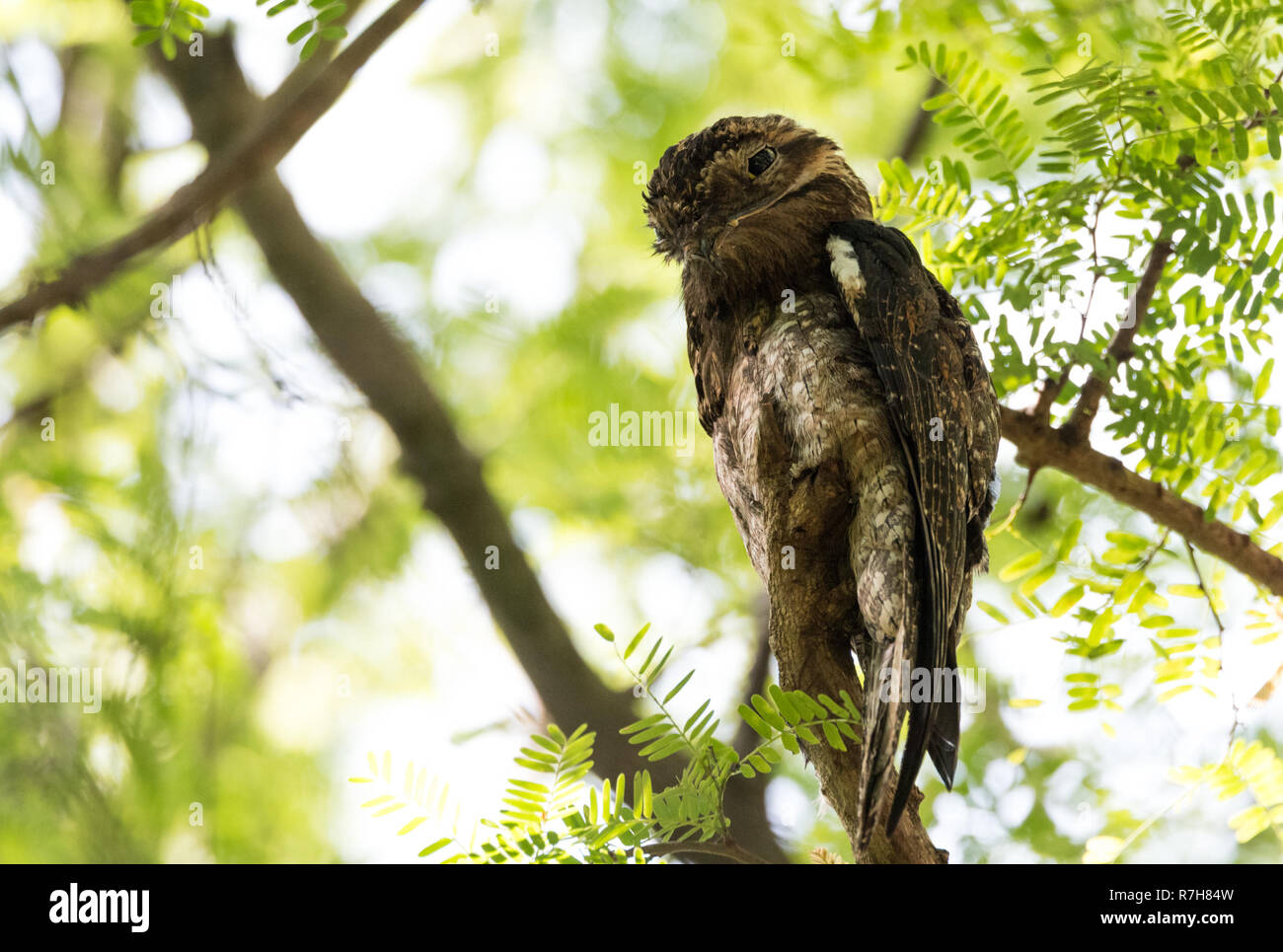Sedentary bird hi-res stock photography and images - Alamy