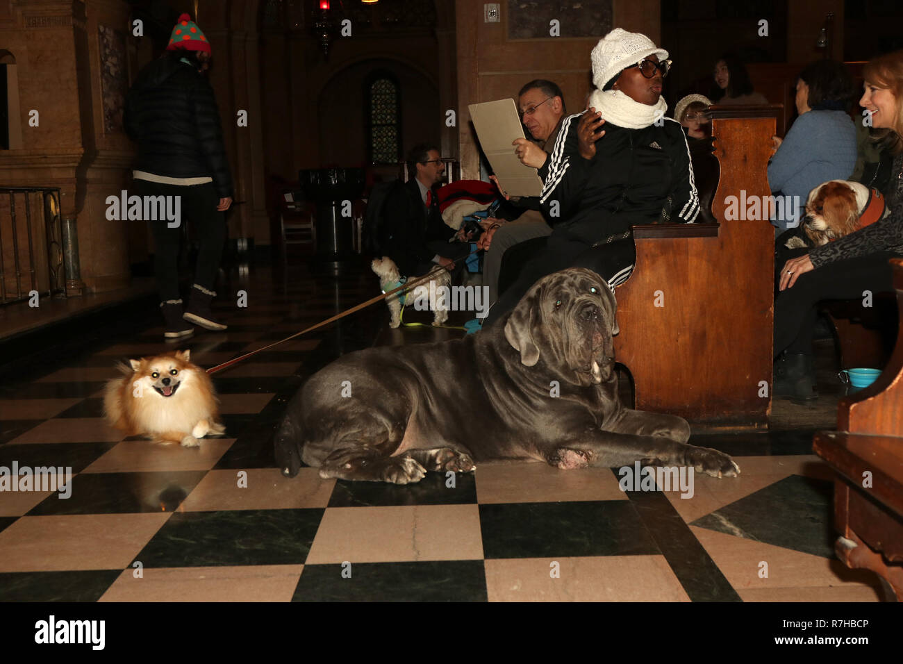 Dmx Pitbull Kennel