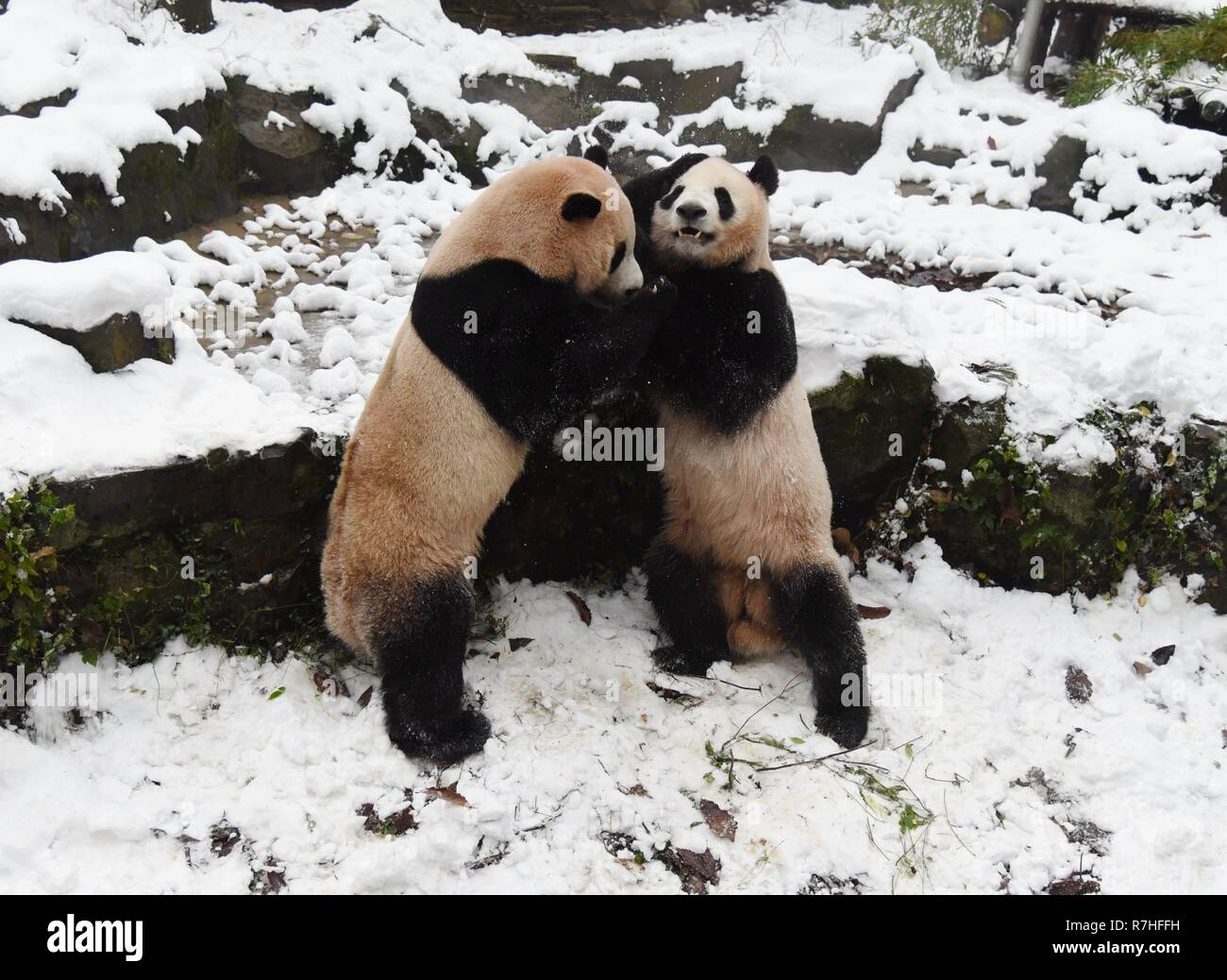 Giant pandas snow hi-res stock photography and images - Alamy