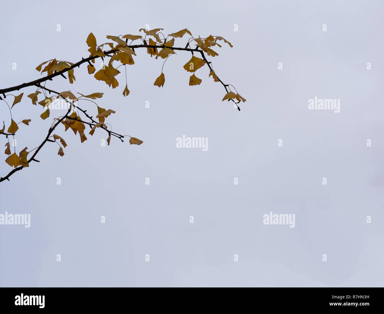 Ginkgo biloba tree trunk hi-res stock photography and images - Alamy