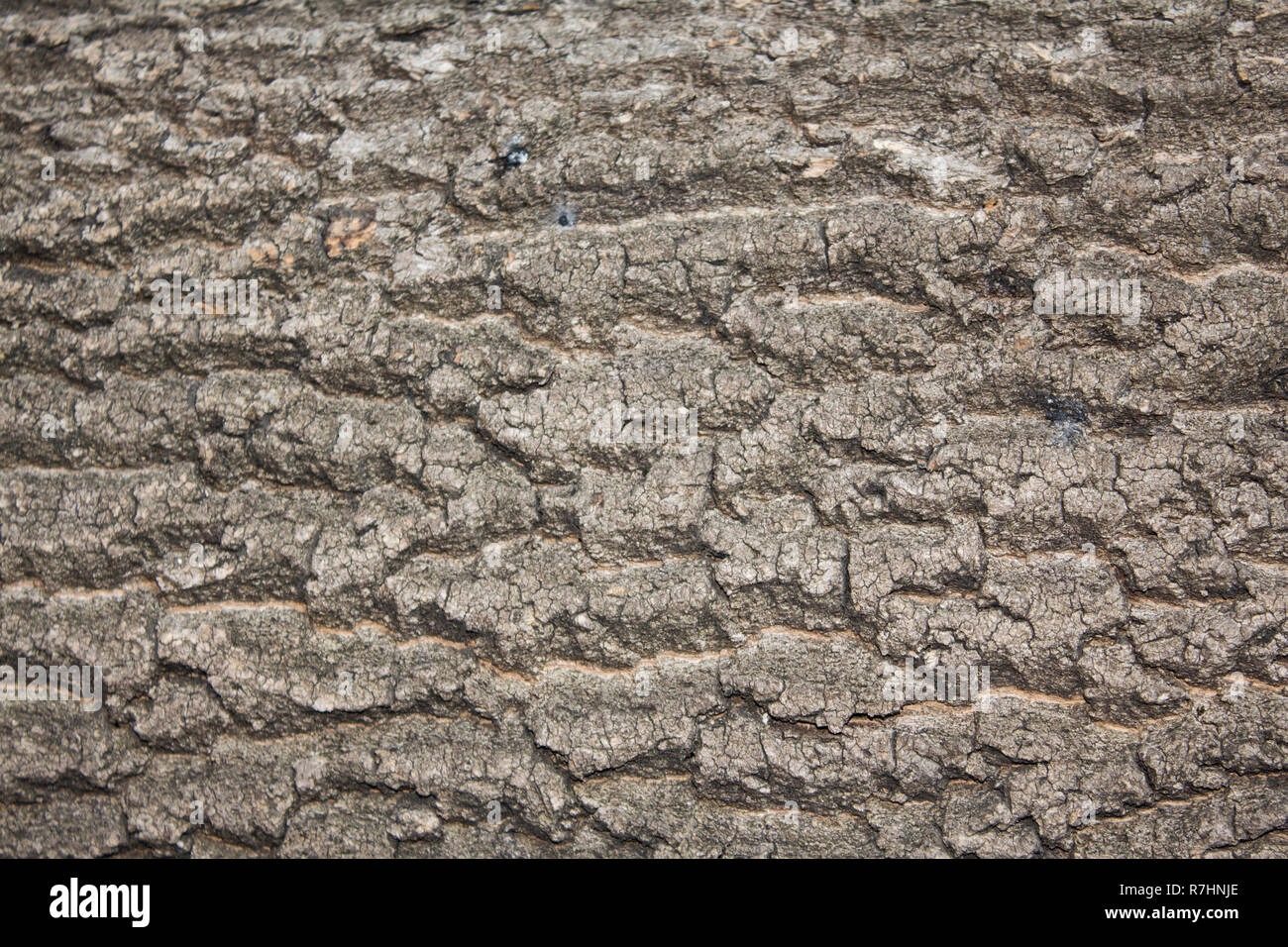 Wall grey tough horizontal texture Stock Photo - Alamy