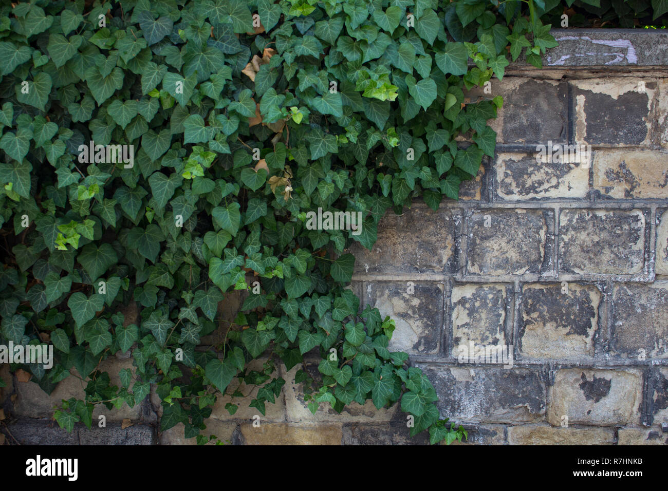 Wall bricks texture with green plants Stock Photo - Alamy