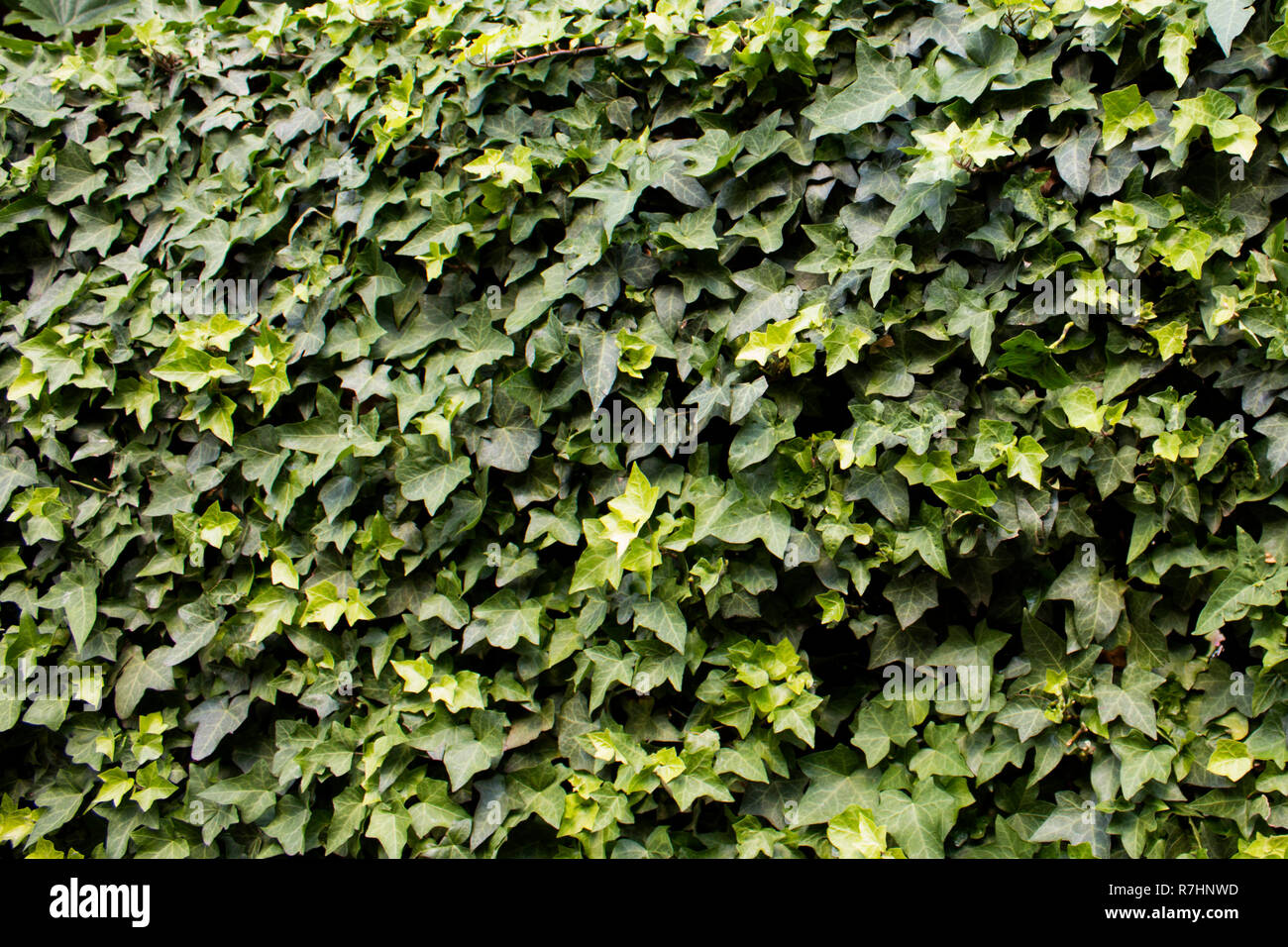 Green beautiful plants texture Stock Photo - Alamy