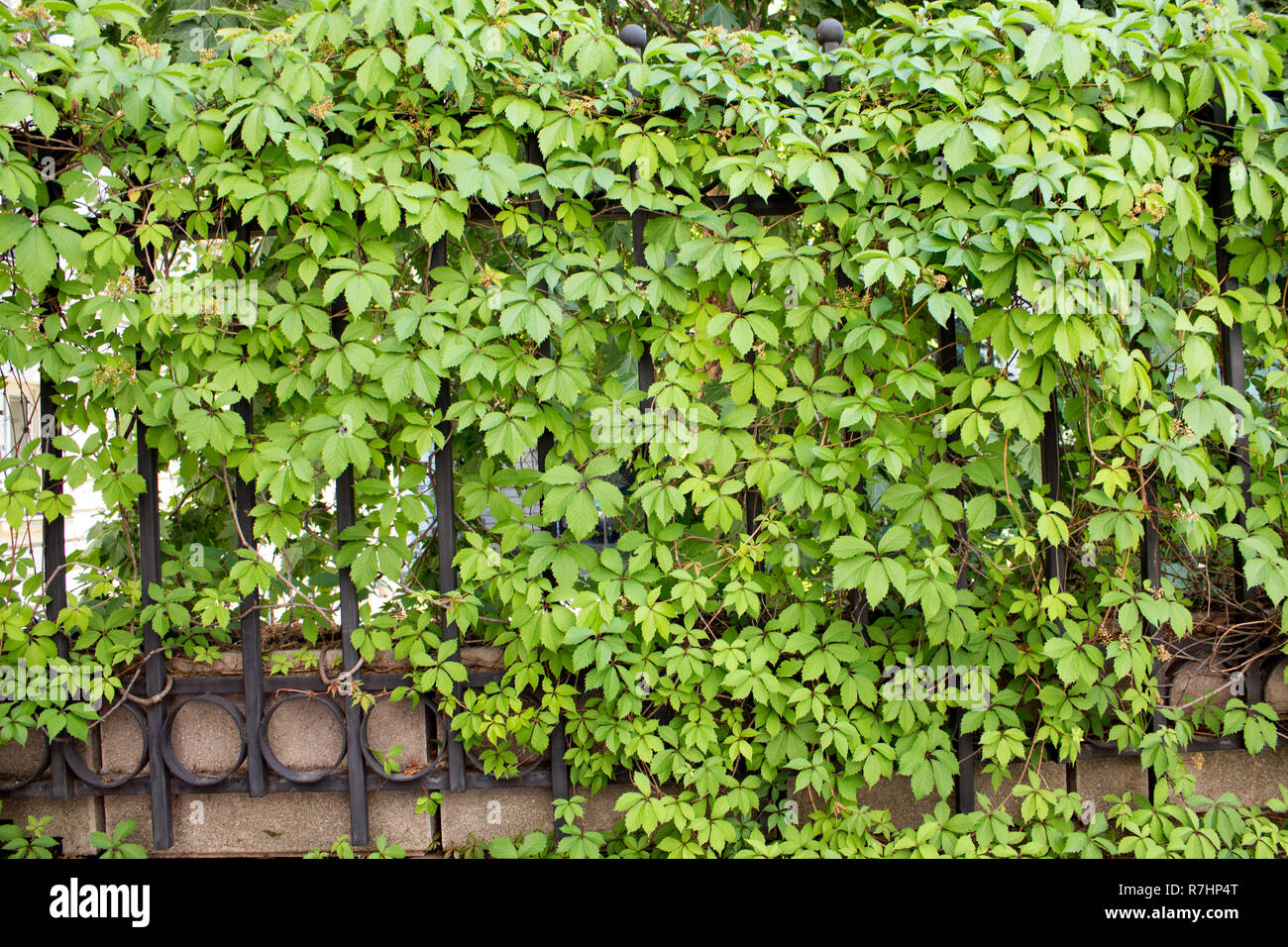Fence with green beautiful plants texture Stock Photo - Alamy