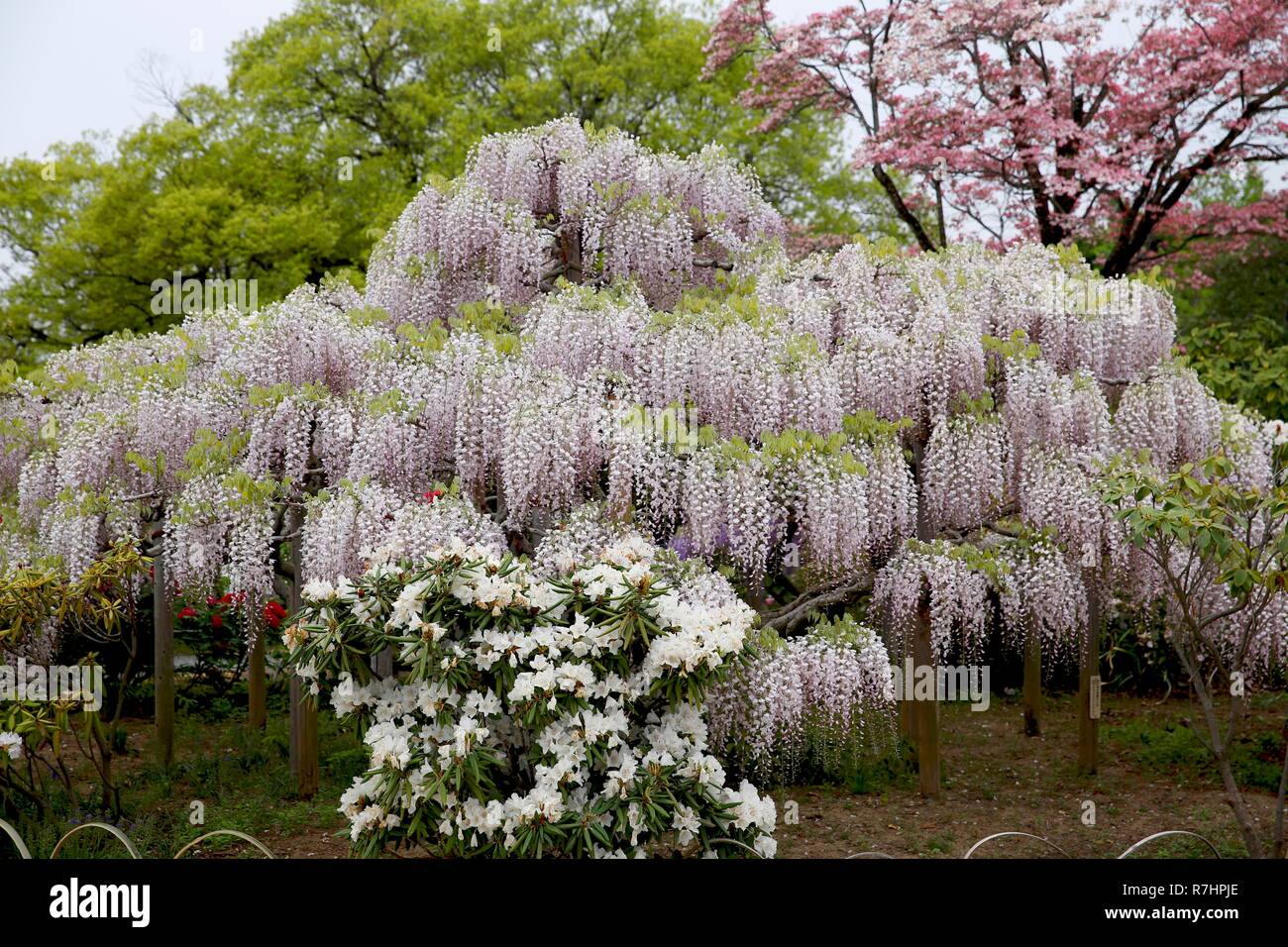 Fragrant White Flowers High Resolution Stock Photography and Images - Alamy
