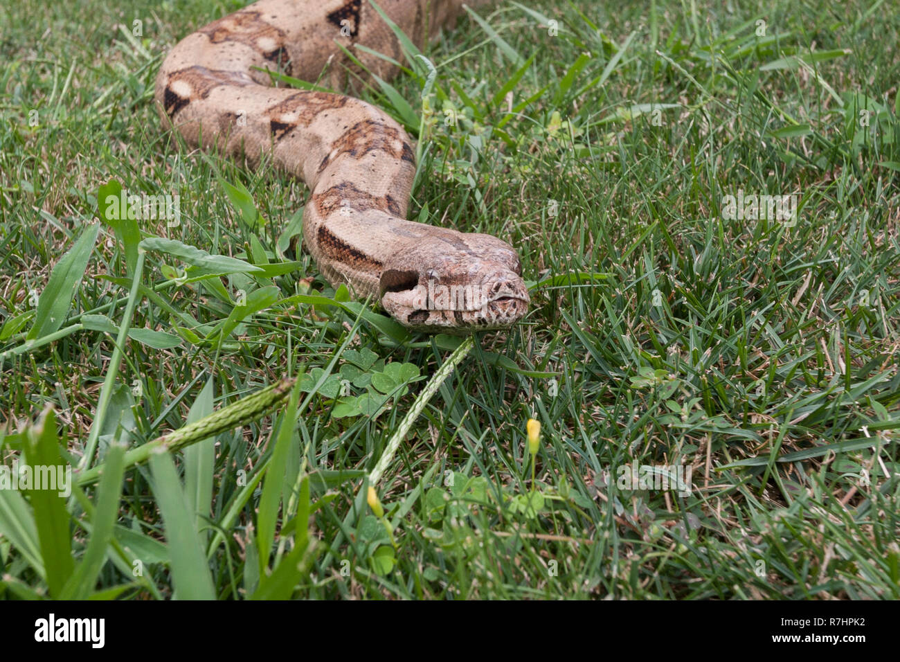 Snakes on lawn hi-res stock photography and images - Alamy