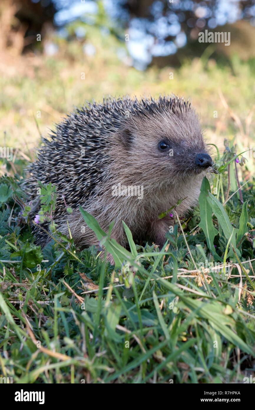 An European hedgehog (Erinaceus europaeus) on a meadow Stock Photo - Alamy