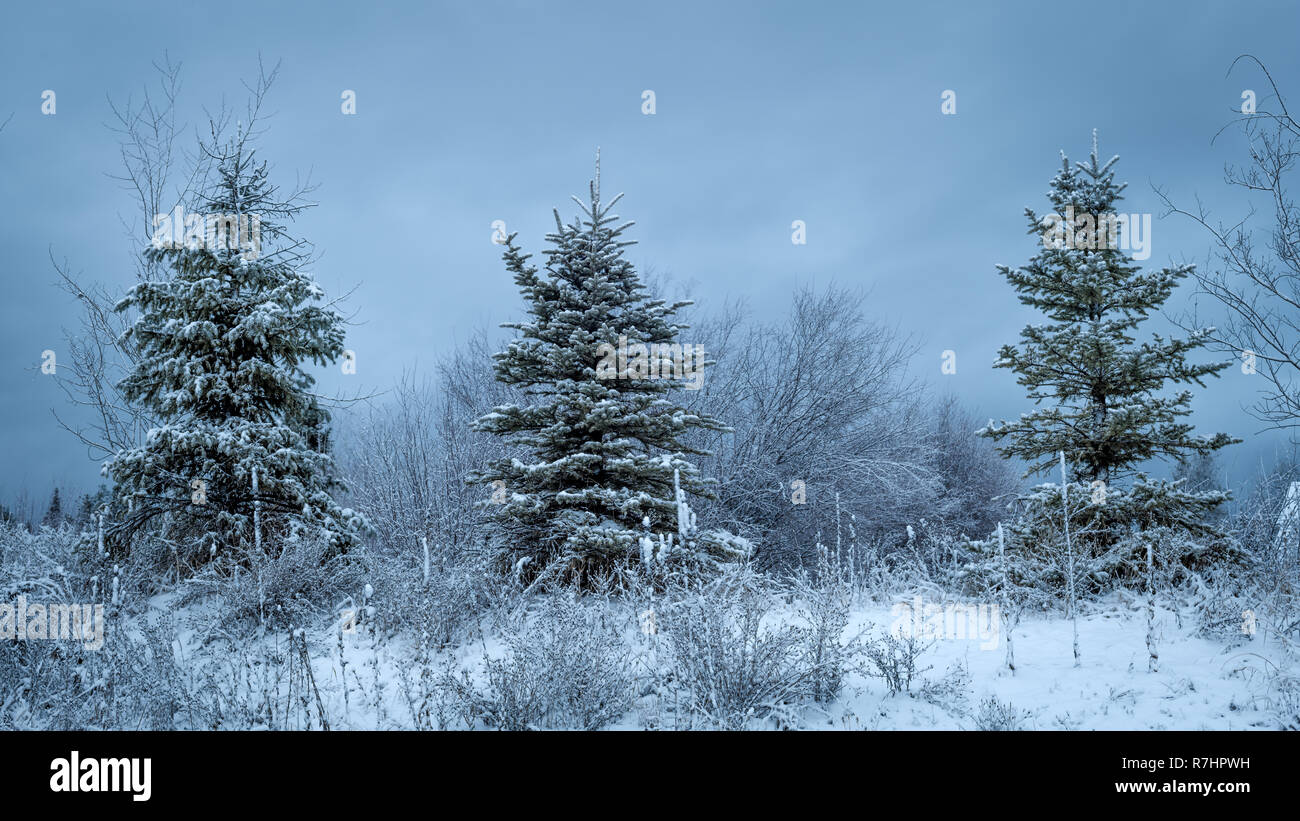 Winter snow on the ground with 3 symmetrical pit trees in a row Stock ...