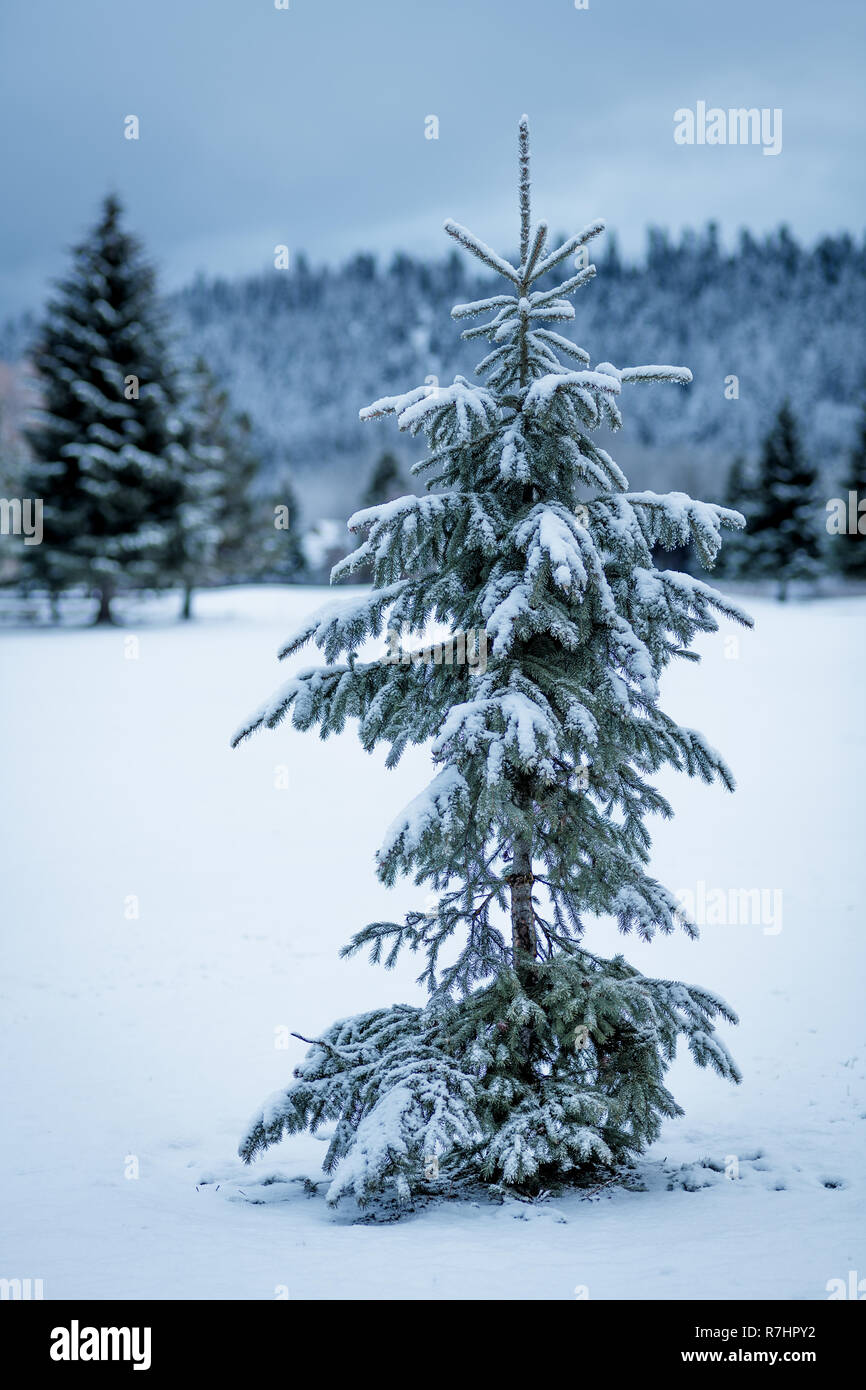 Scrawny hi-res stock photography and images - Alamy