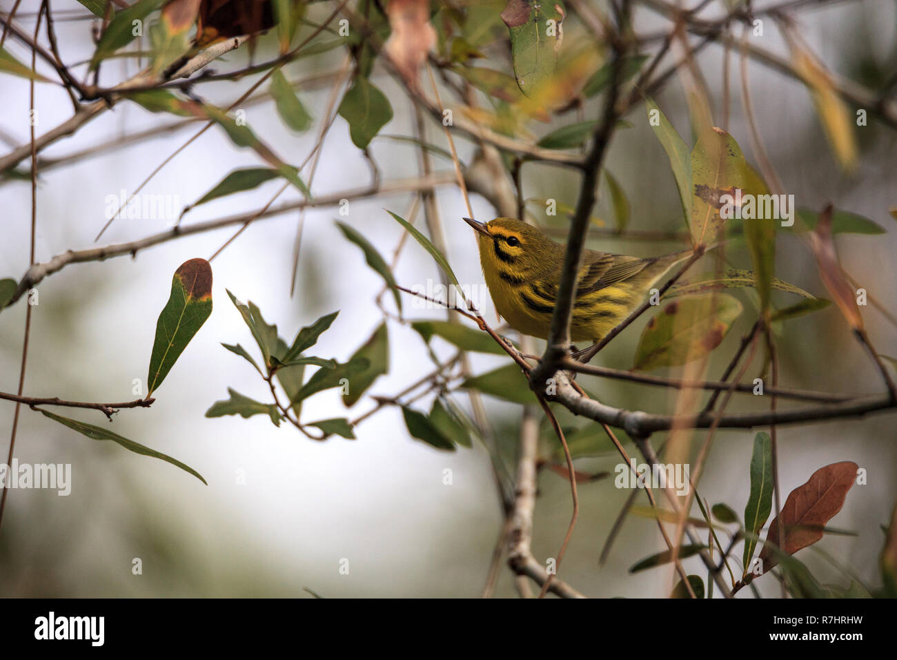 Yellow Prairie warbler Setophaga discolor in a tree in the swamp of ...