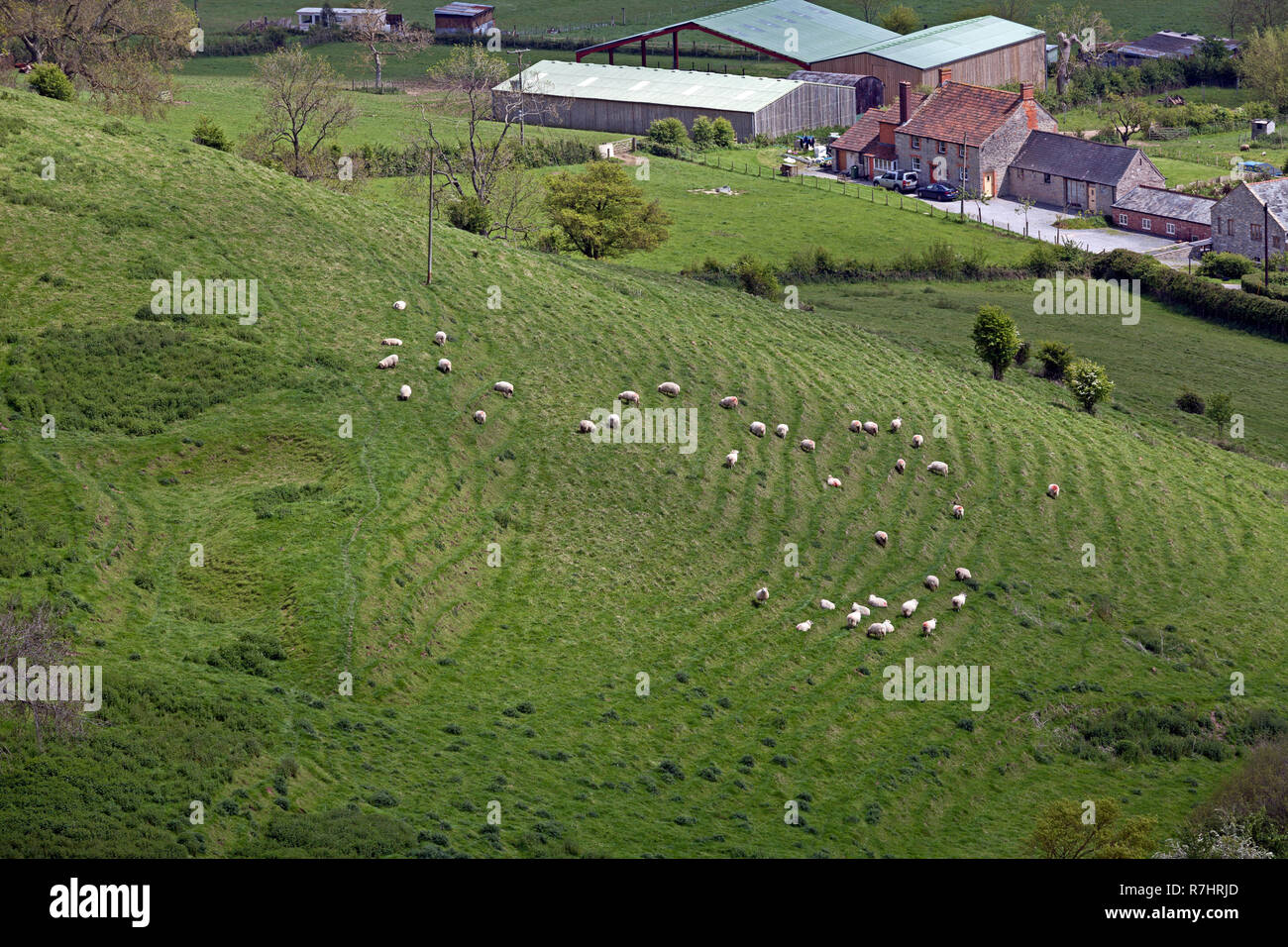 Flock sheep on slopes hi-res stock photography and images - Alamy