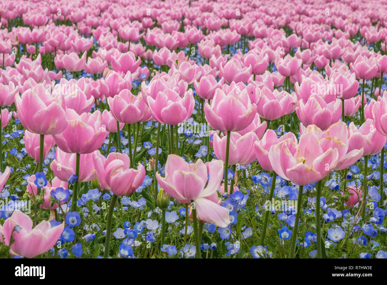 Tulip field in Nabana no sato, a famous flower garden in Japan Stock ...