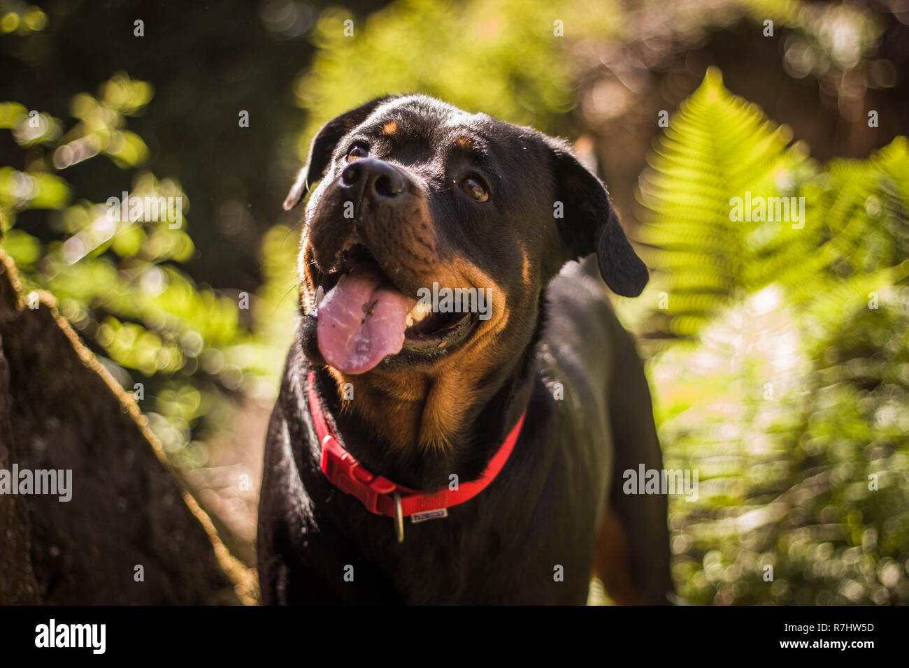 Happy Rottweiler Dog Smiling In Park During Summer Stock Photo - Alamy