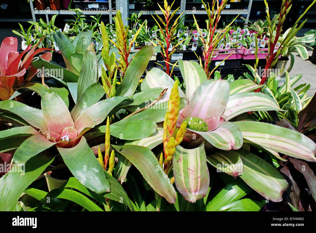 Australian Bromeliads High Resolution Stock Photography and Images - Alamy