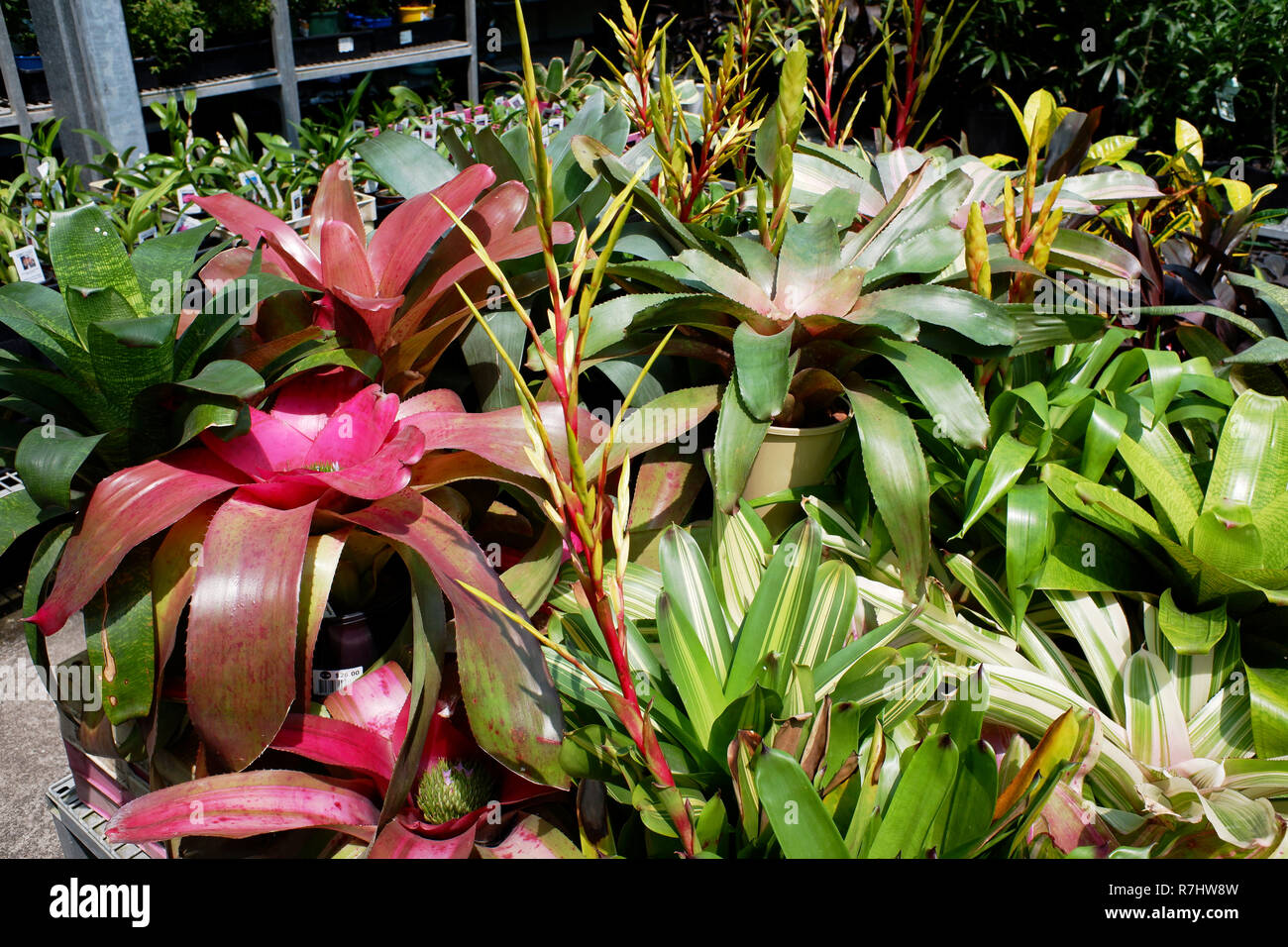 Bromeliads in a garden hi-res stock photography and images - Alamy